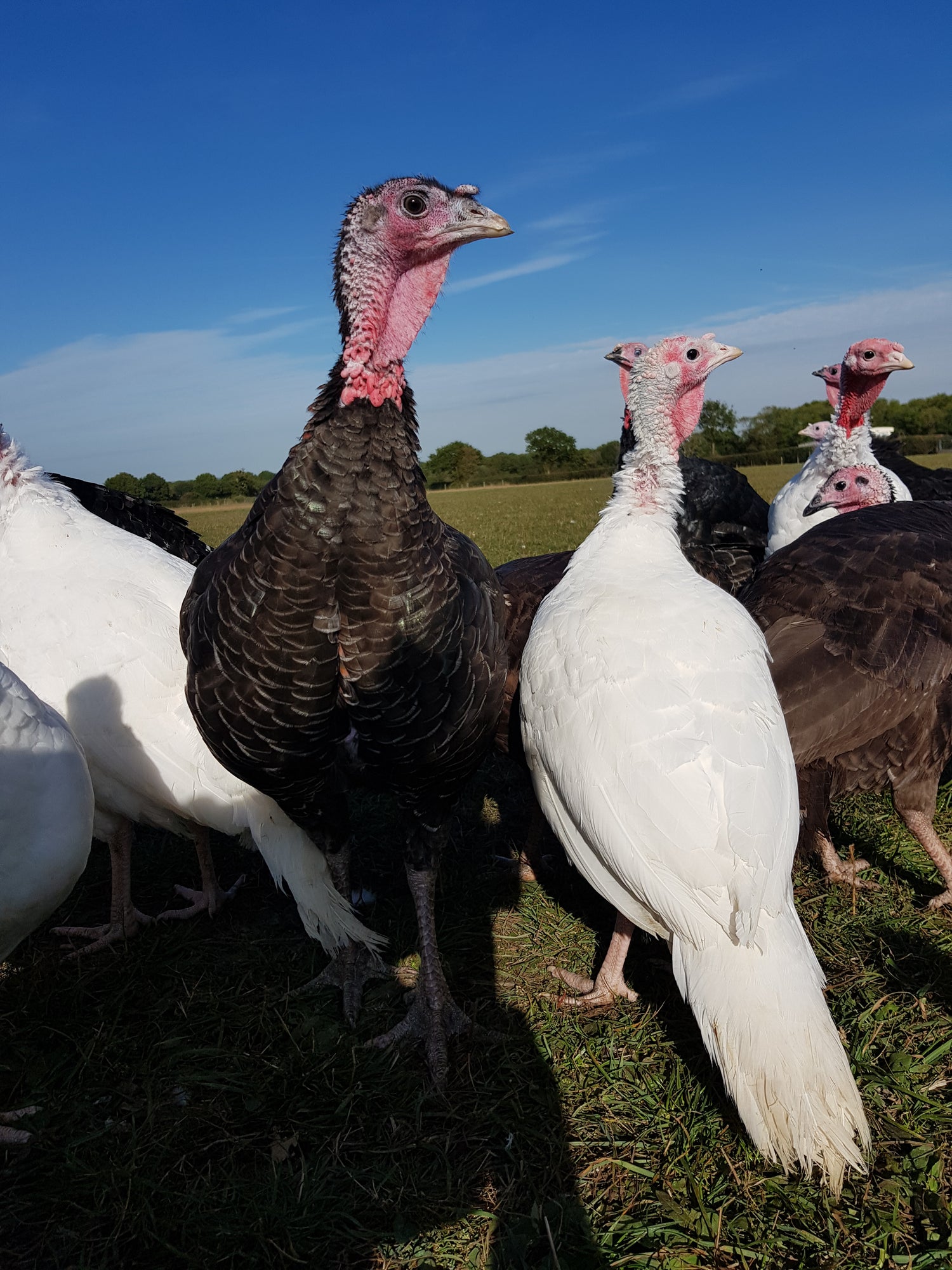 Christmas Turkeys For Sale Online - UK Delivery | John Howe Turkeys