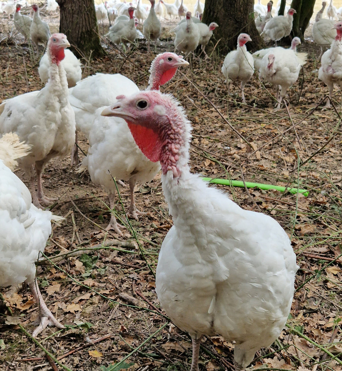 Christmas Turkeys For Sale Online - UK Delivery | John Howe Turkeys