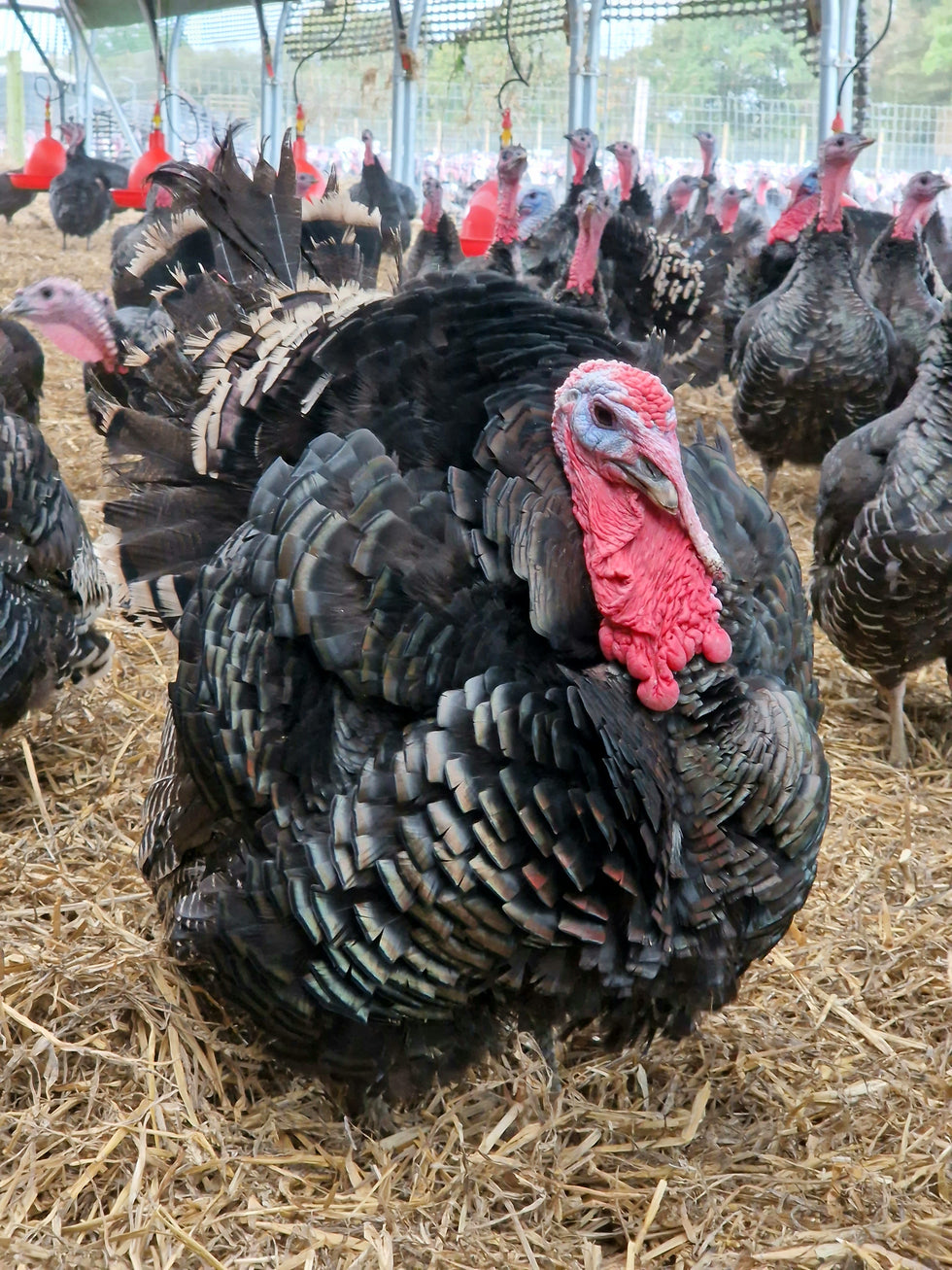 Christmas Turkeys For Sale Online - UK Delivery | John Howe Turkeys