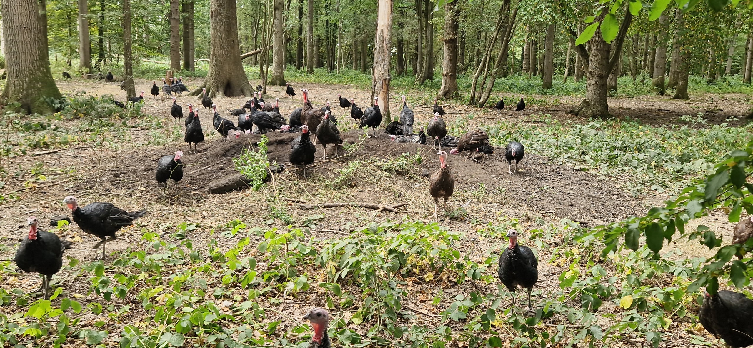 Christmas Turkeys For Sale Online - UK Delivery | John Howe Turkeys