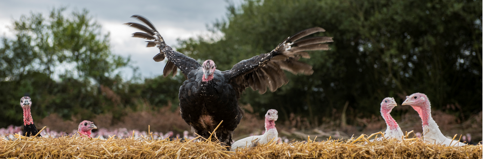 Contact Us | John Howe Turkeys