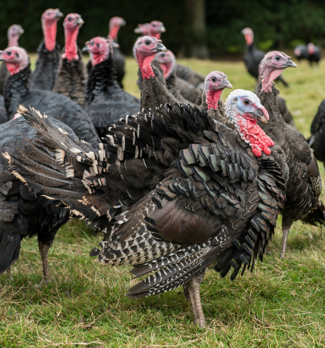 Christmas Turkeys For Sale Online - UK Delivery | John Howe Turkeys