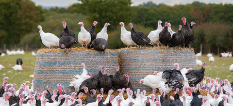 Delivery & Collection | John Howe Turkeys